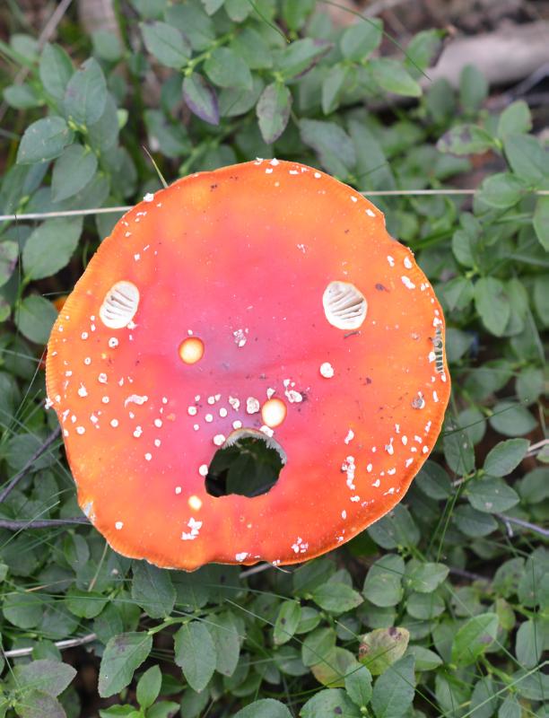 O Kolle Klokkespin / Zeefjesdans - 9789083112022